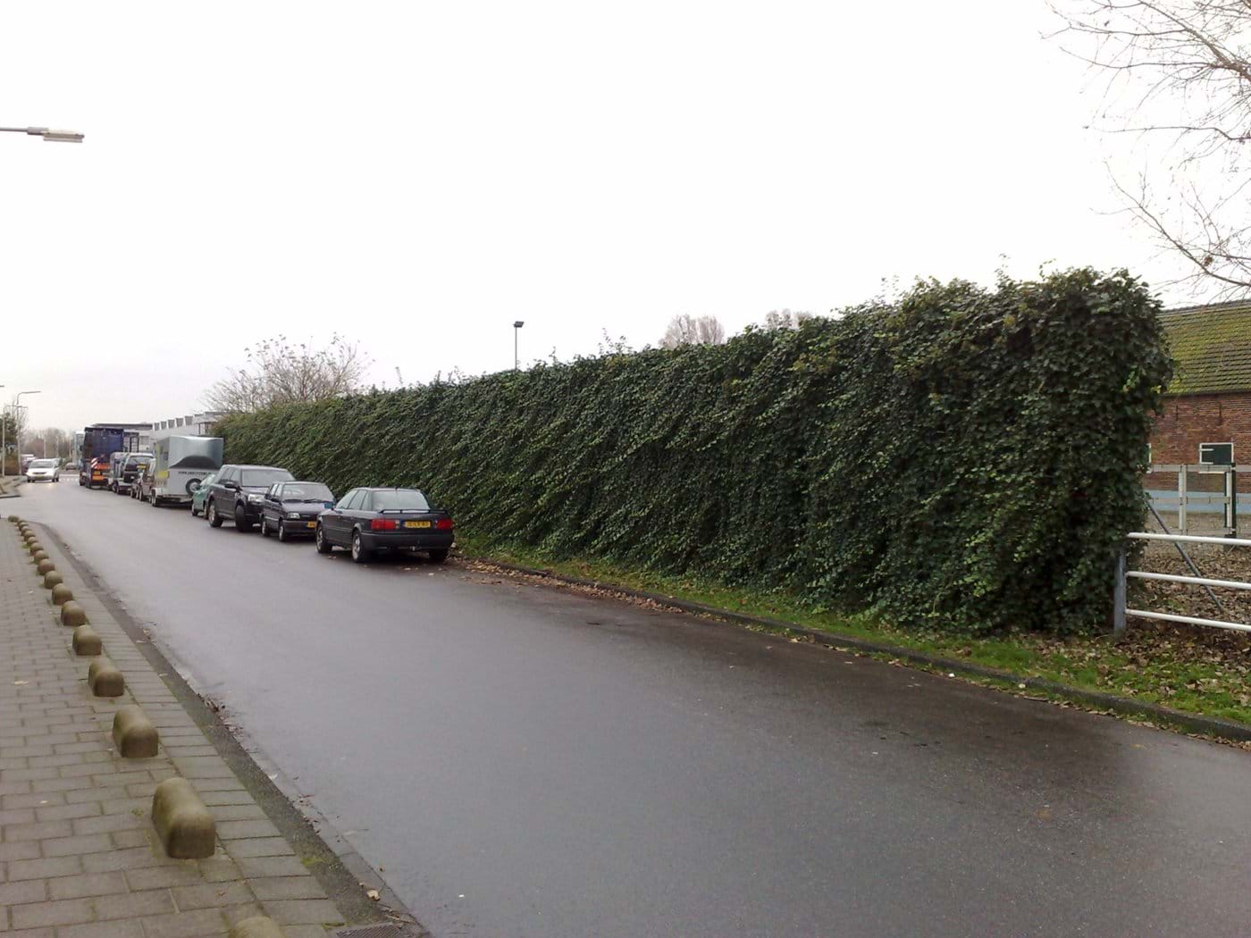 Greenscreen High Absorption Lite | Livingreen Design